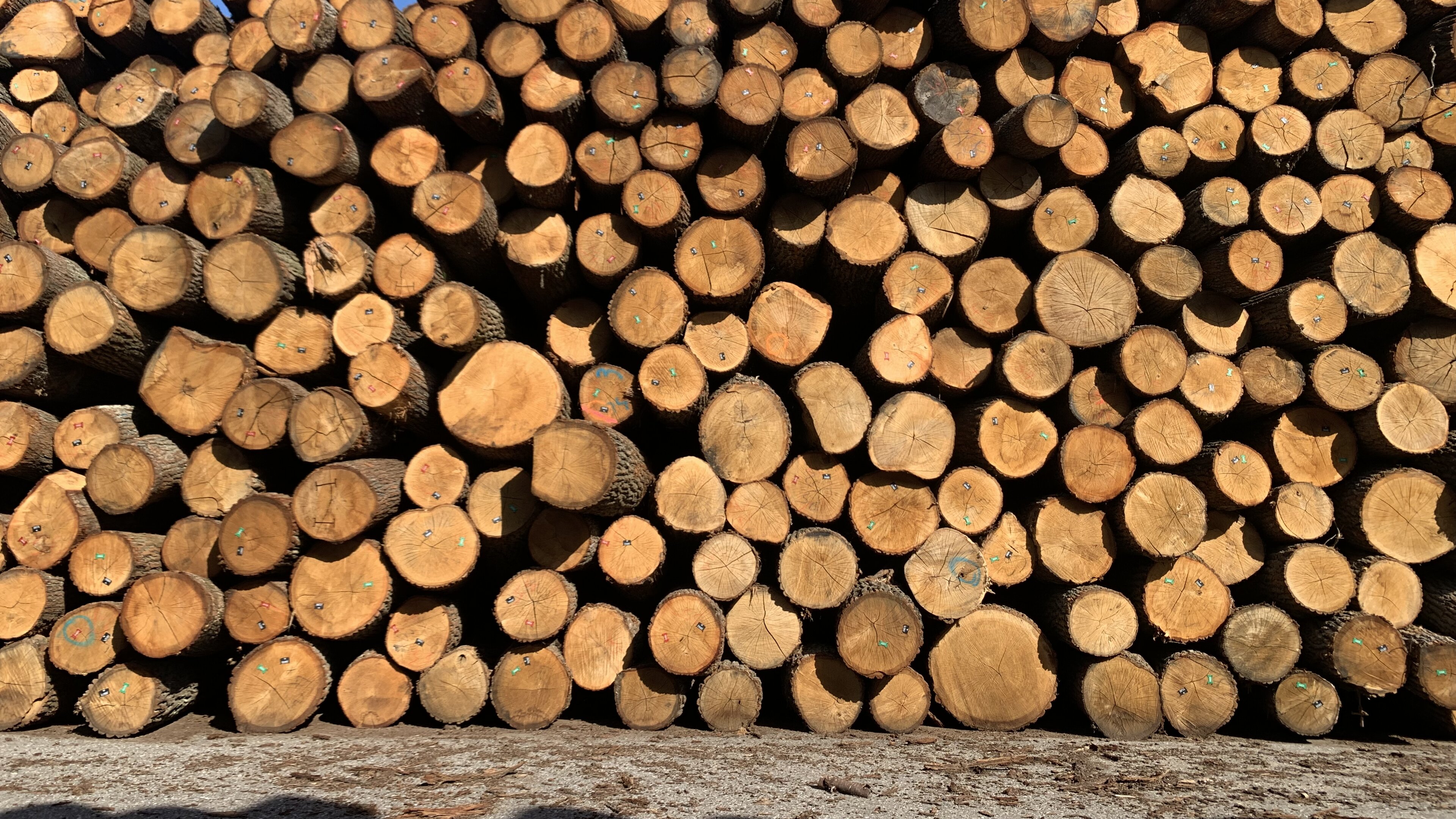 Our process: from the plank to the tree